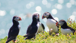 Salesforce Chatter FreeおよびChatter Externalライセンスの機能